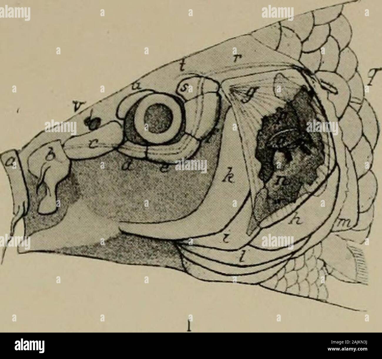 Occipital tooth hi-res stock photography and images - Alamy