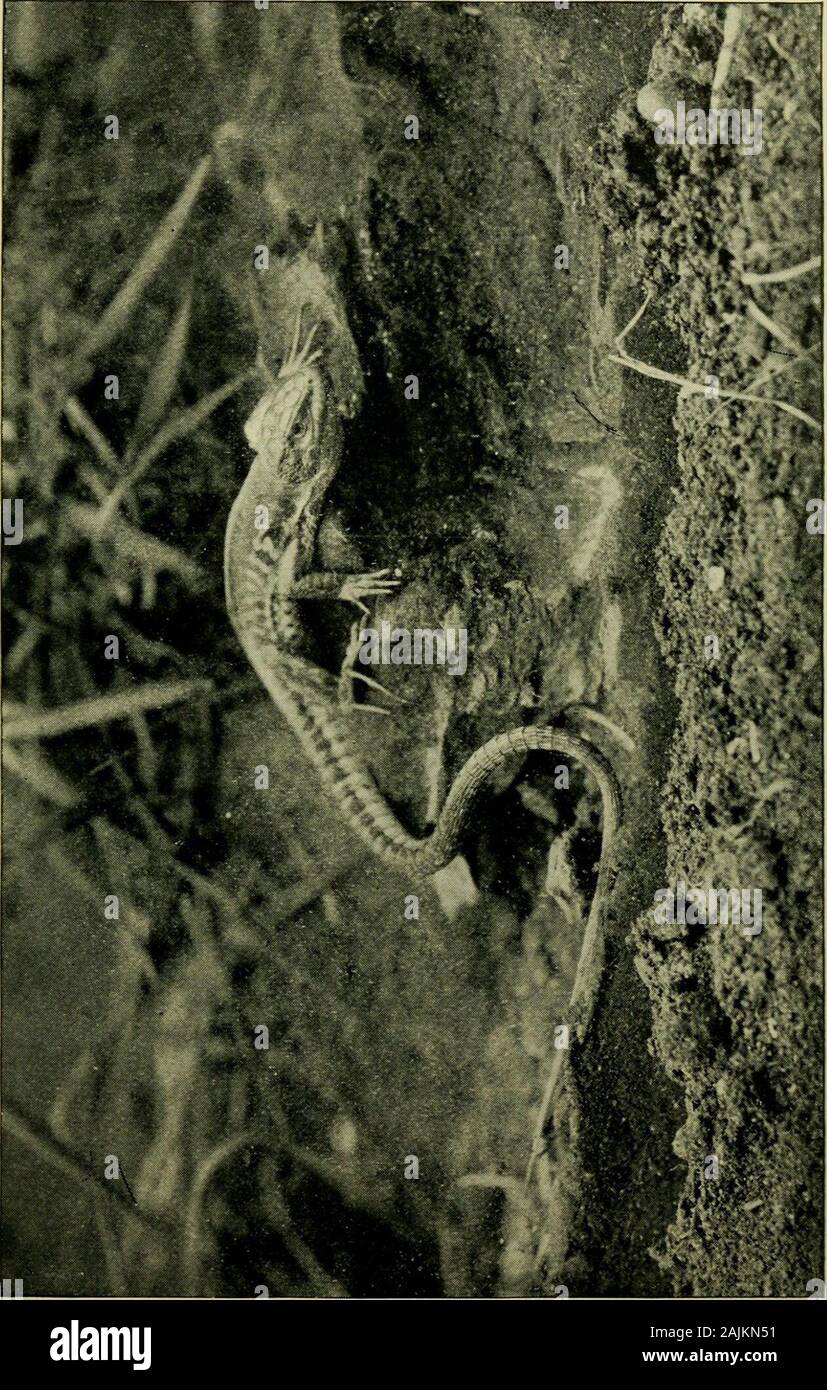 The life-history of British lizards : and their local distribution in ...