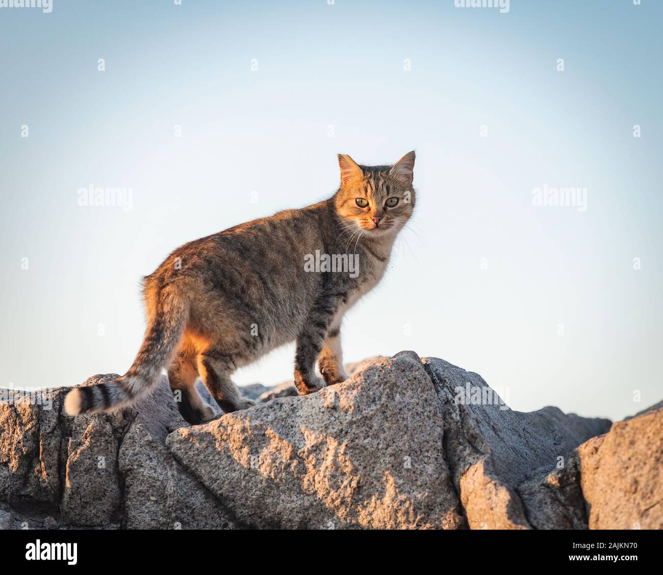 Wild kitty hi-res stock photography and images - Alamy