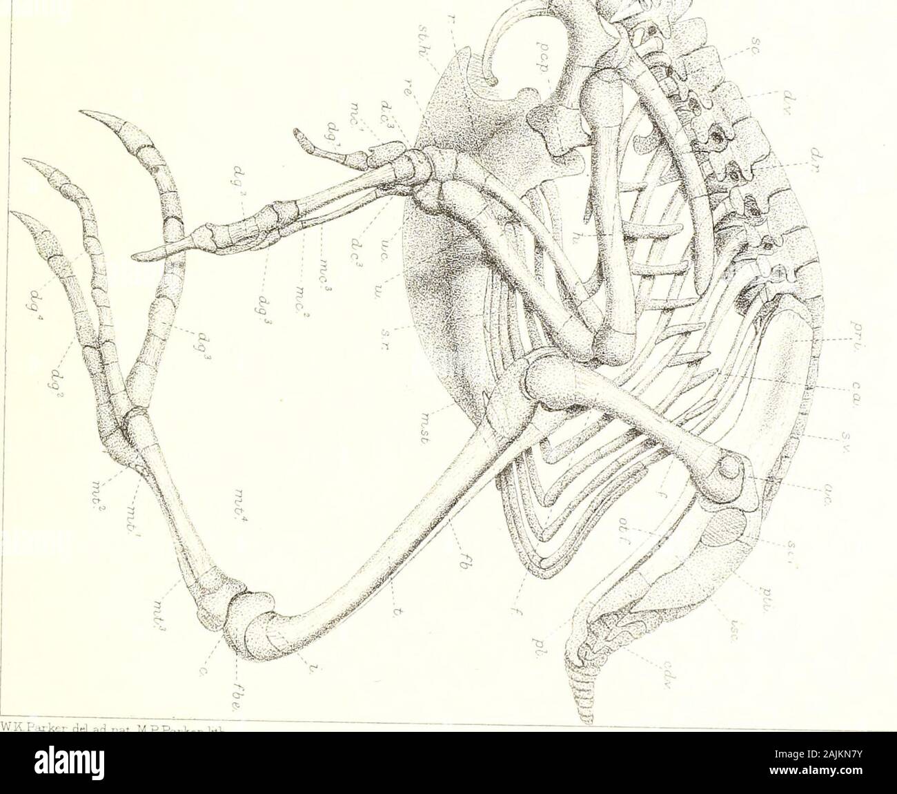 On the morphology of the duck and the auk tribes . WK.Pai-kcr d=Lainat ...