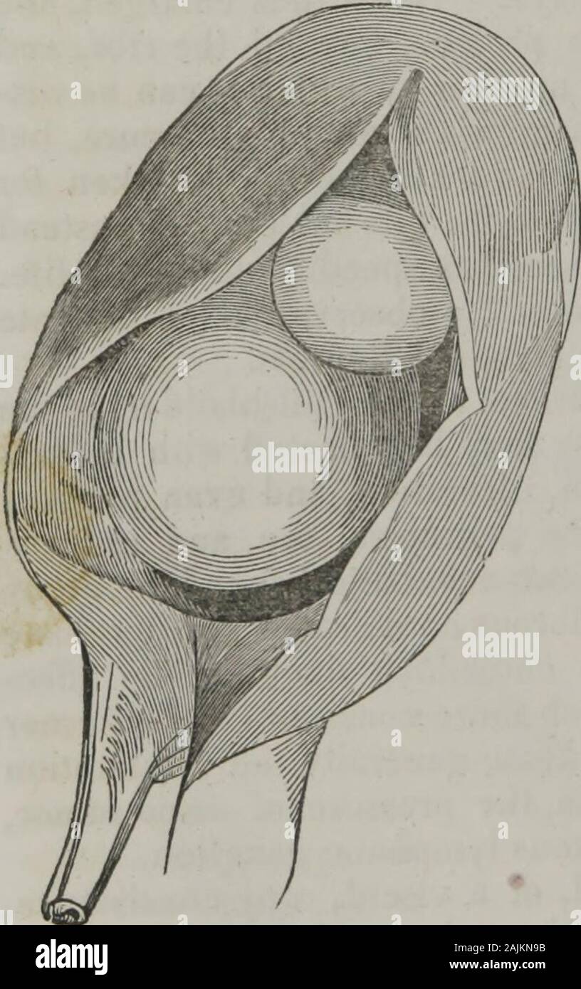 Grumous hi-res stock photography and images - Alamy