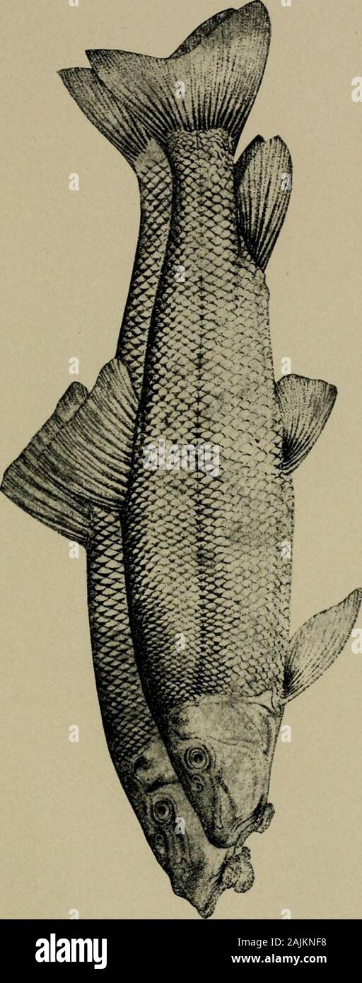 Subcutaneous air hi-res stock photography and images - Alamy