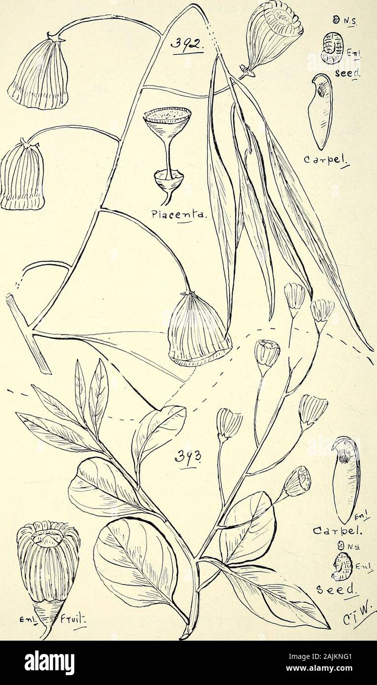 Monococcus hi-res stock photography and images - Alamy