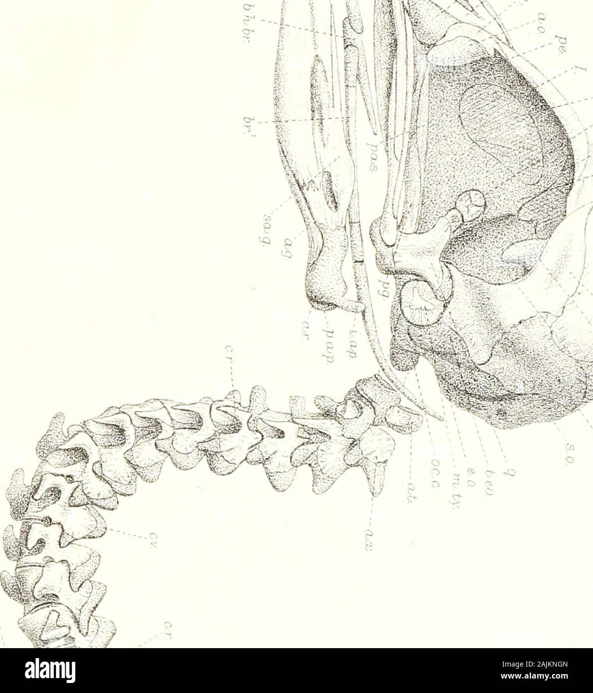 On the morphology of the duck and the auk tribes . avity. ?lie ...