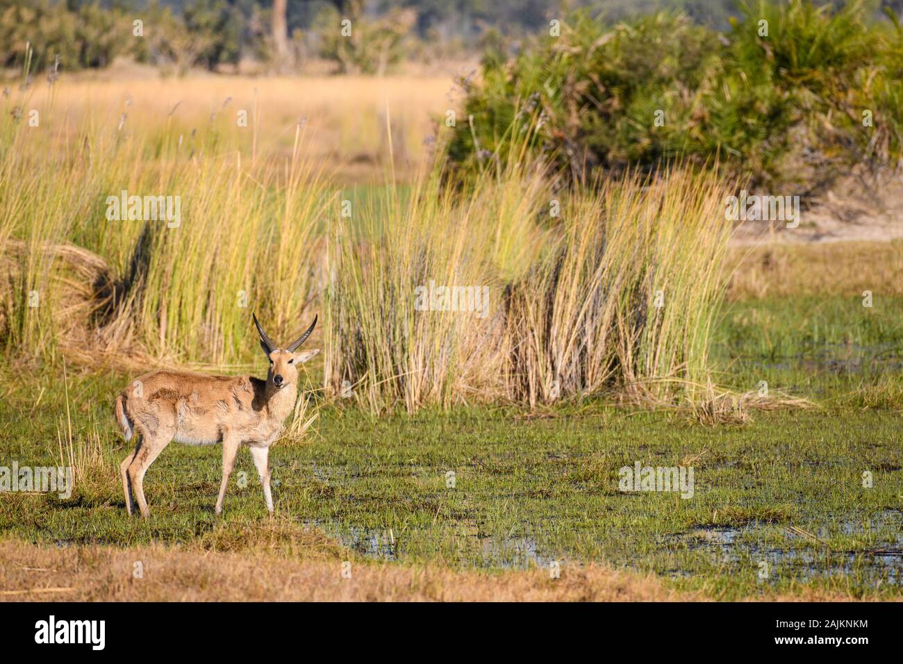 Male Common Reedbuck, Redunca arundinum, Bushman Plains, Okavanago ...