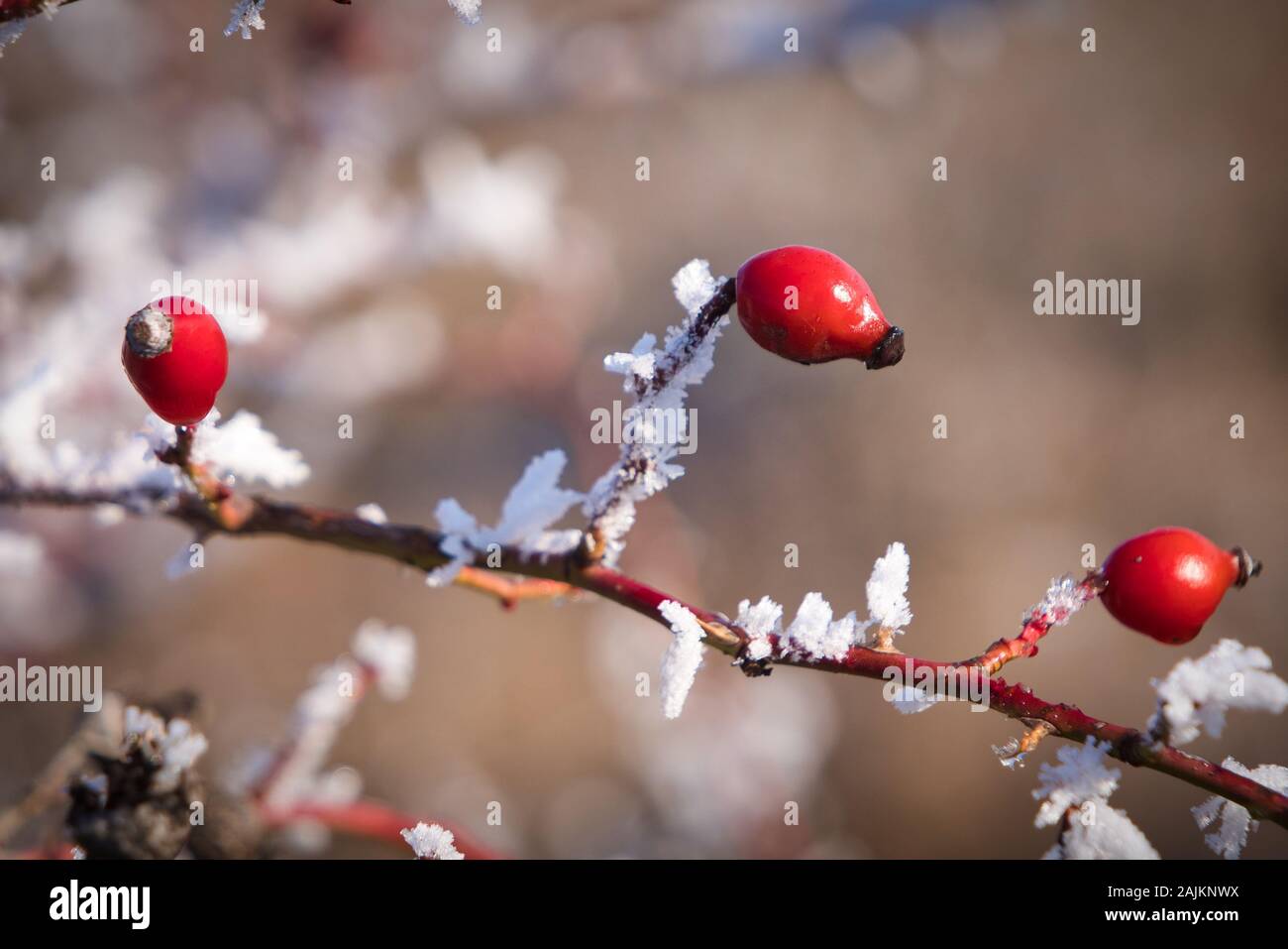 Dog Rose Shrub Covered with Rime Ice (Rosa Canina Stock Photo - Alamy