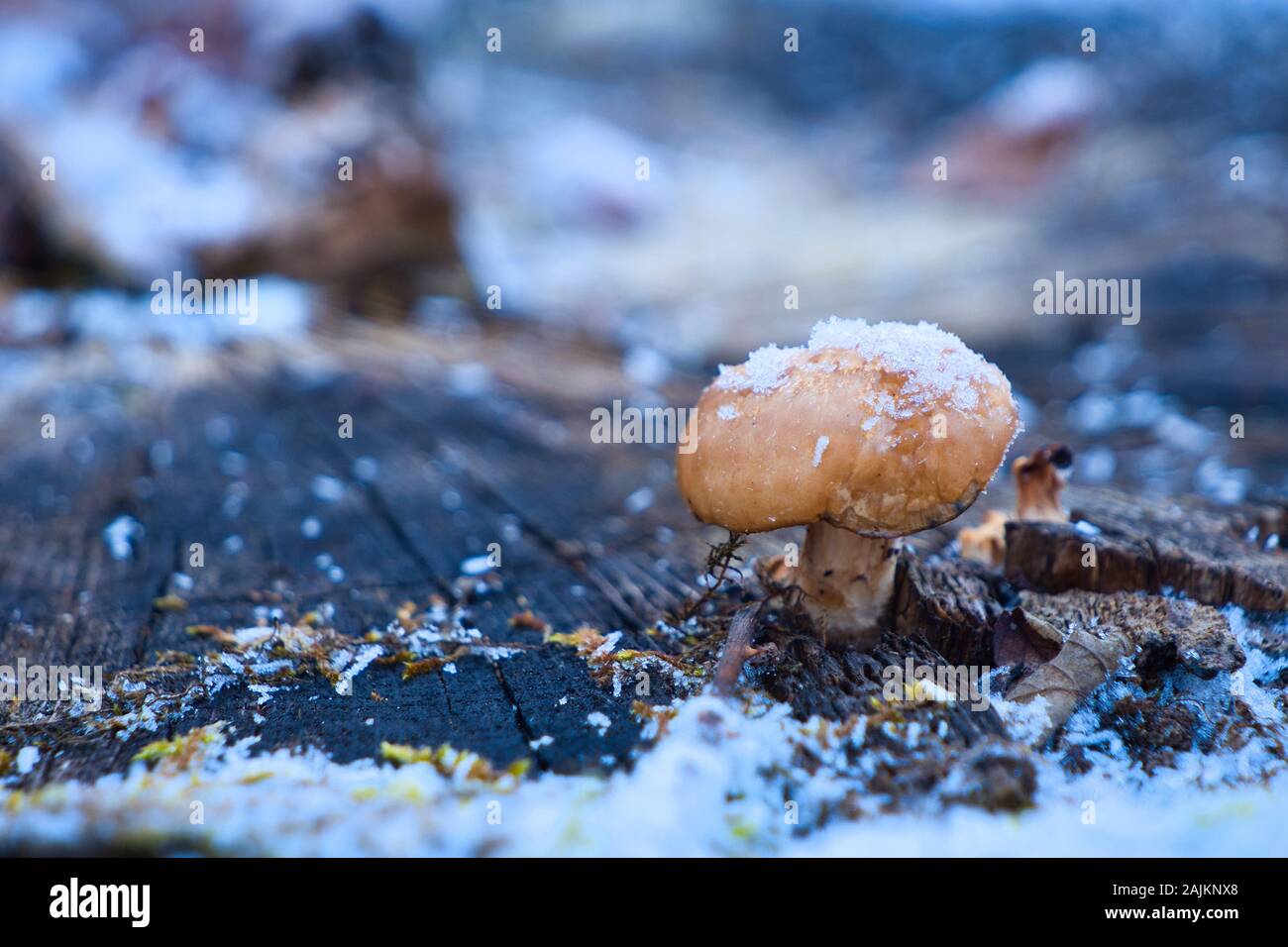 Mushroom Covered with Rime Ice in the Morning Stock Photo - Alamy