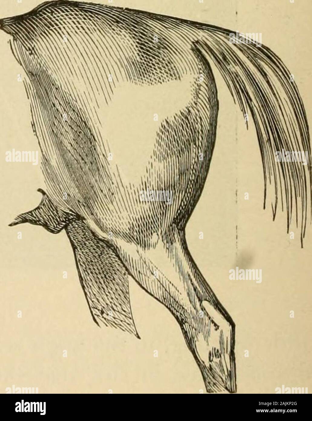 The exterior of the horse . Fig. 73.. Fig. 74. region a beauty of the ...