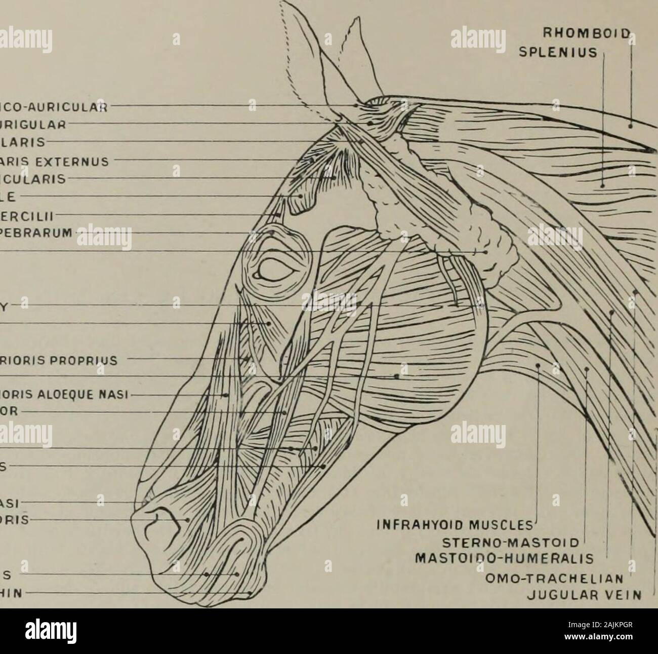 Modelling; a guide for teachers and students . is. Internal oblique o ...