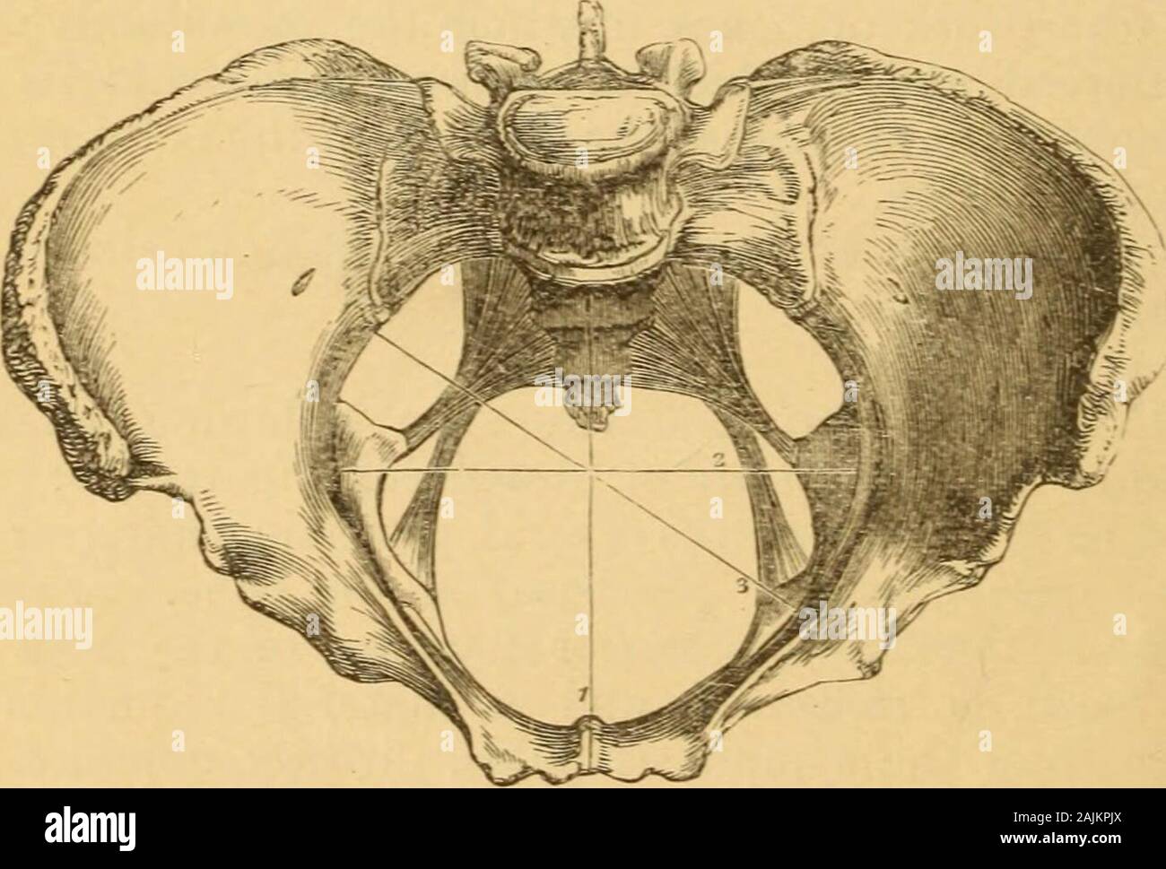 A manual of practical obstetrics . acrum, that the long obstetrical ...