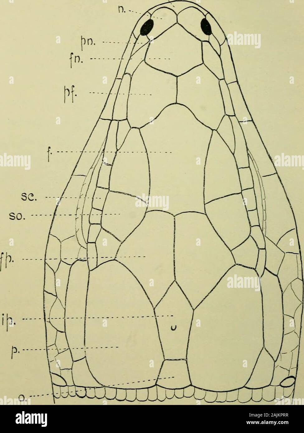 Nuchal fold hi-res stock photography and images - Alamy