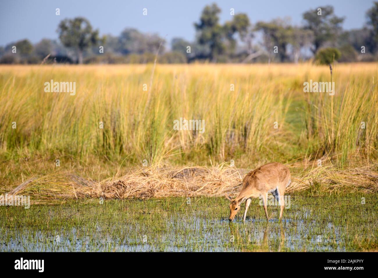 Female Common Reedbuck, Redunca arundinum, Bushman Plains, Okavanago ...