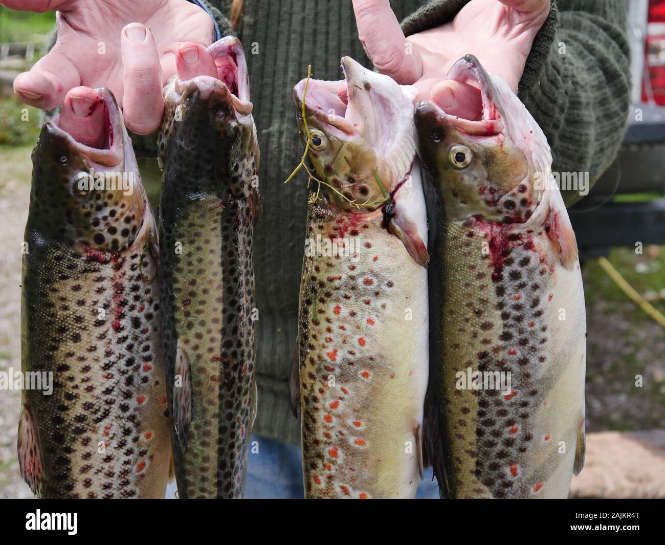 Trout, man holding four trout his catch of the day Stock Photo - Alamy