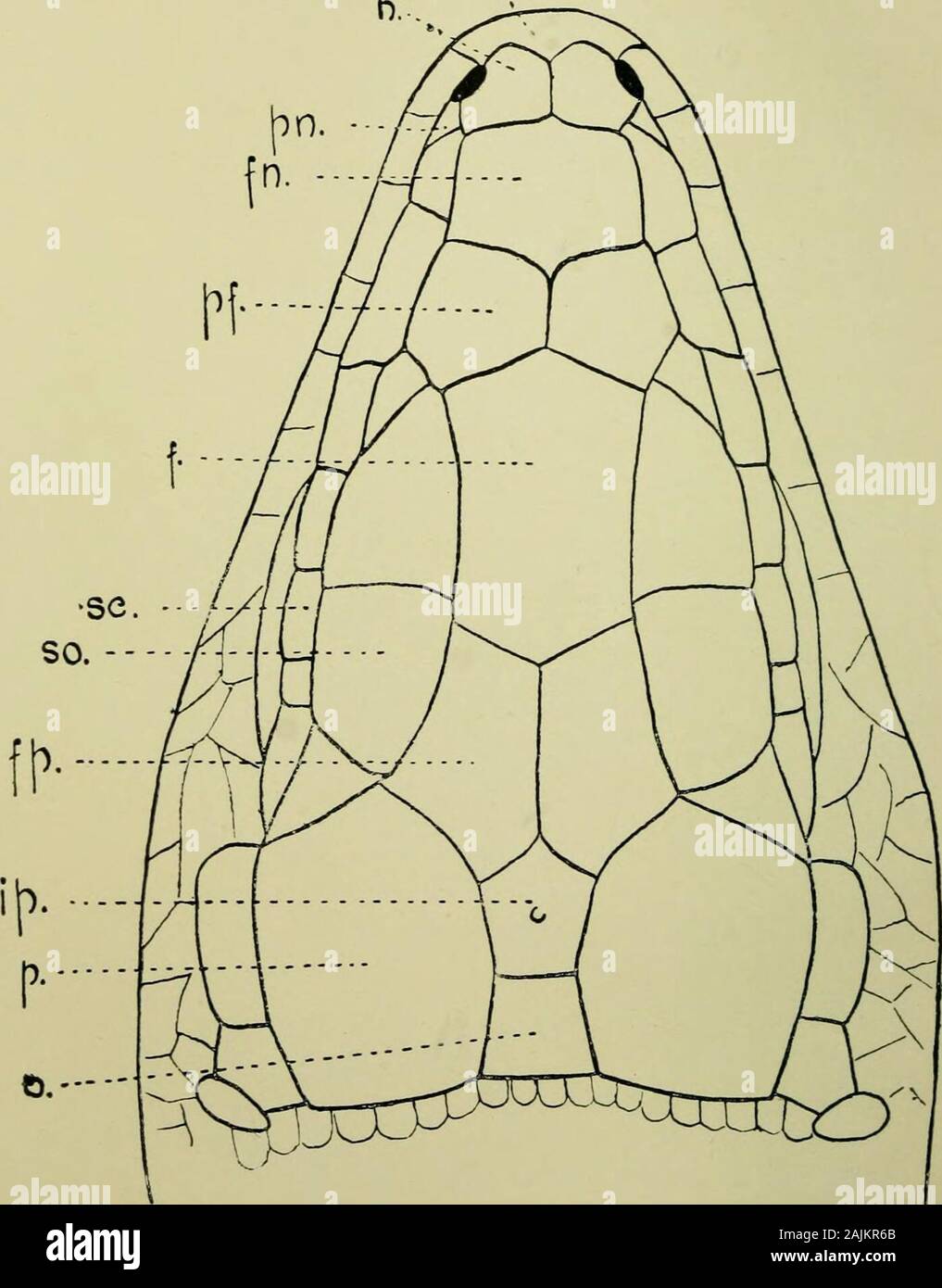 Occipital opening hi-res stock photography and images - Alamy