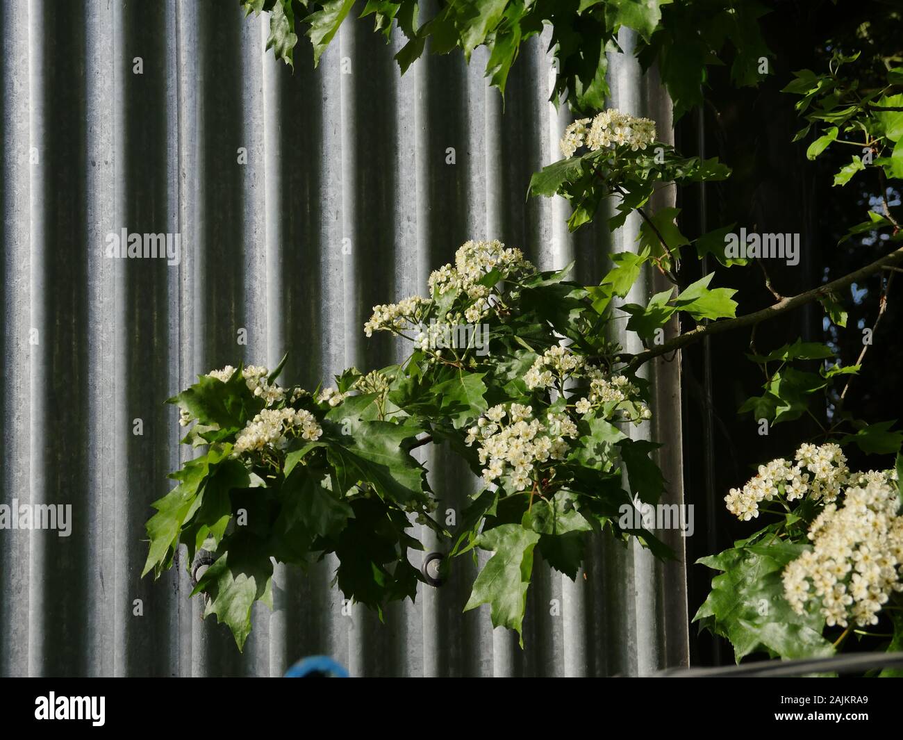 Sorbus torminalis, Wild service tree Stock Photo - Alamy
