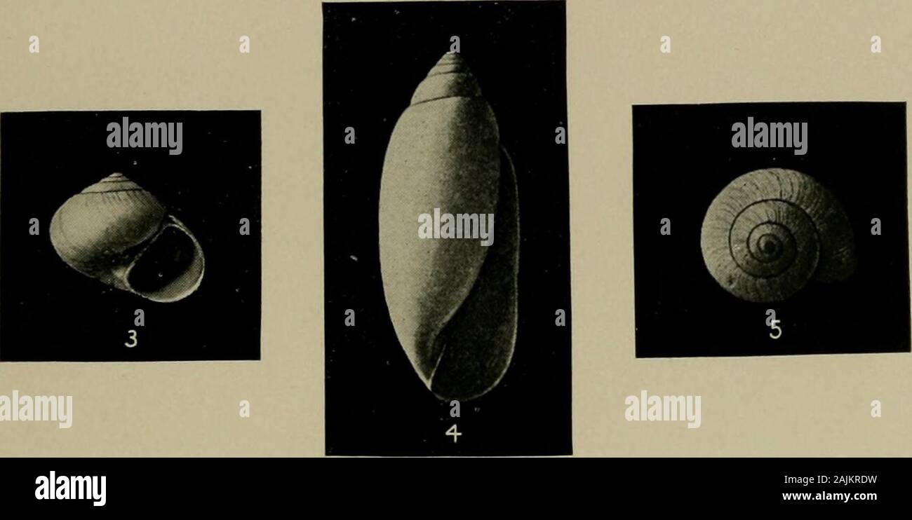 Smithsonian miscellaneous collections Stock Photo - Alamy