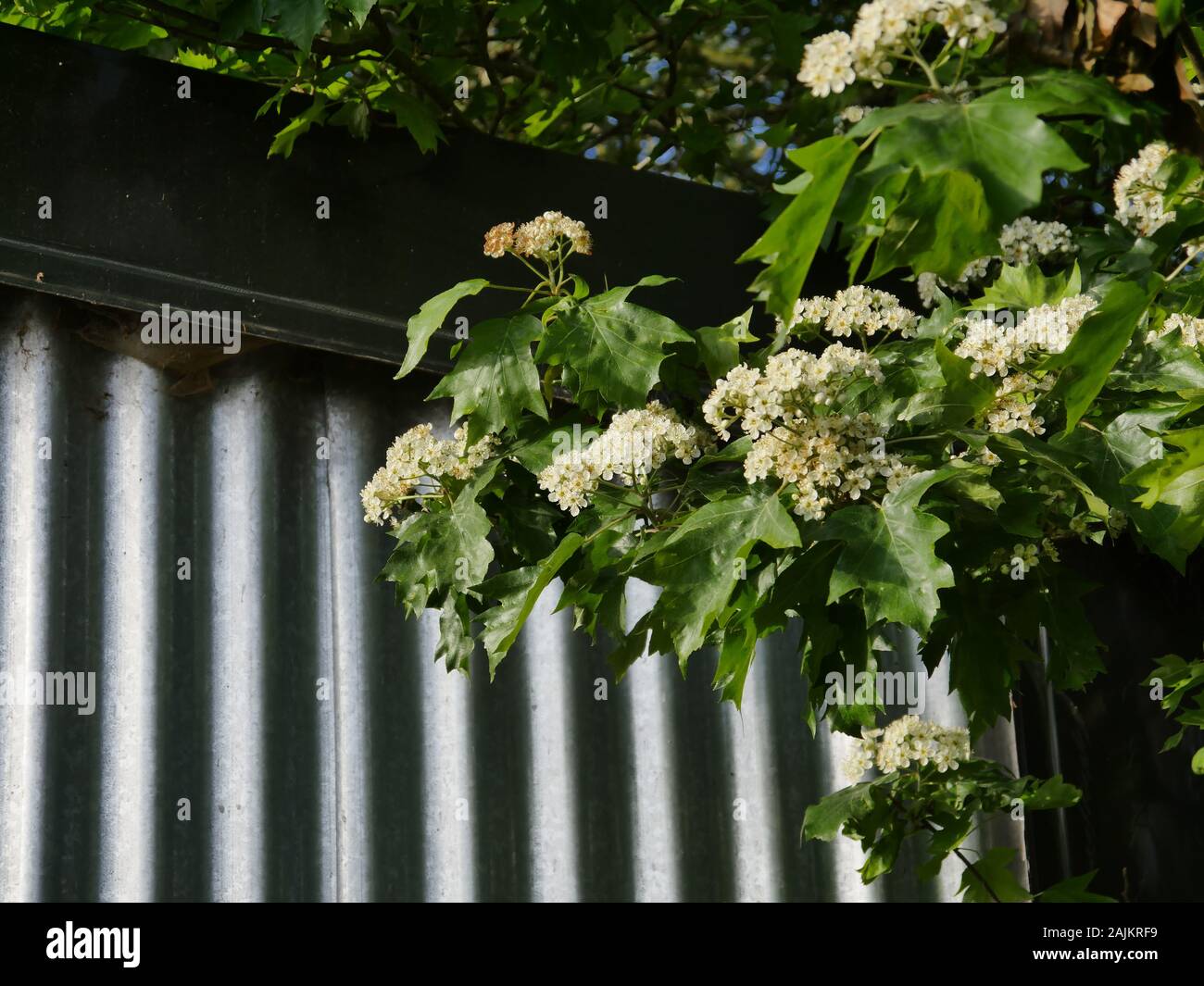 Sorbus torminalis, Wild service tree Stock Photo - Alamy