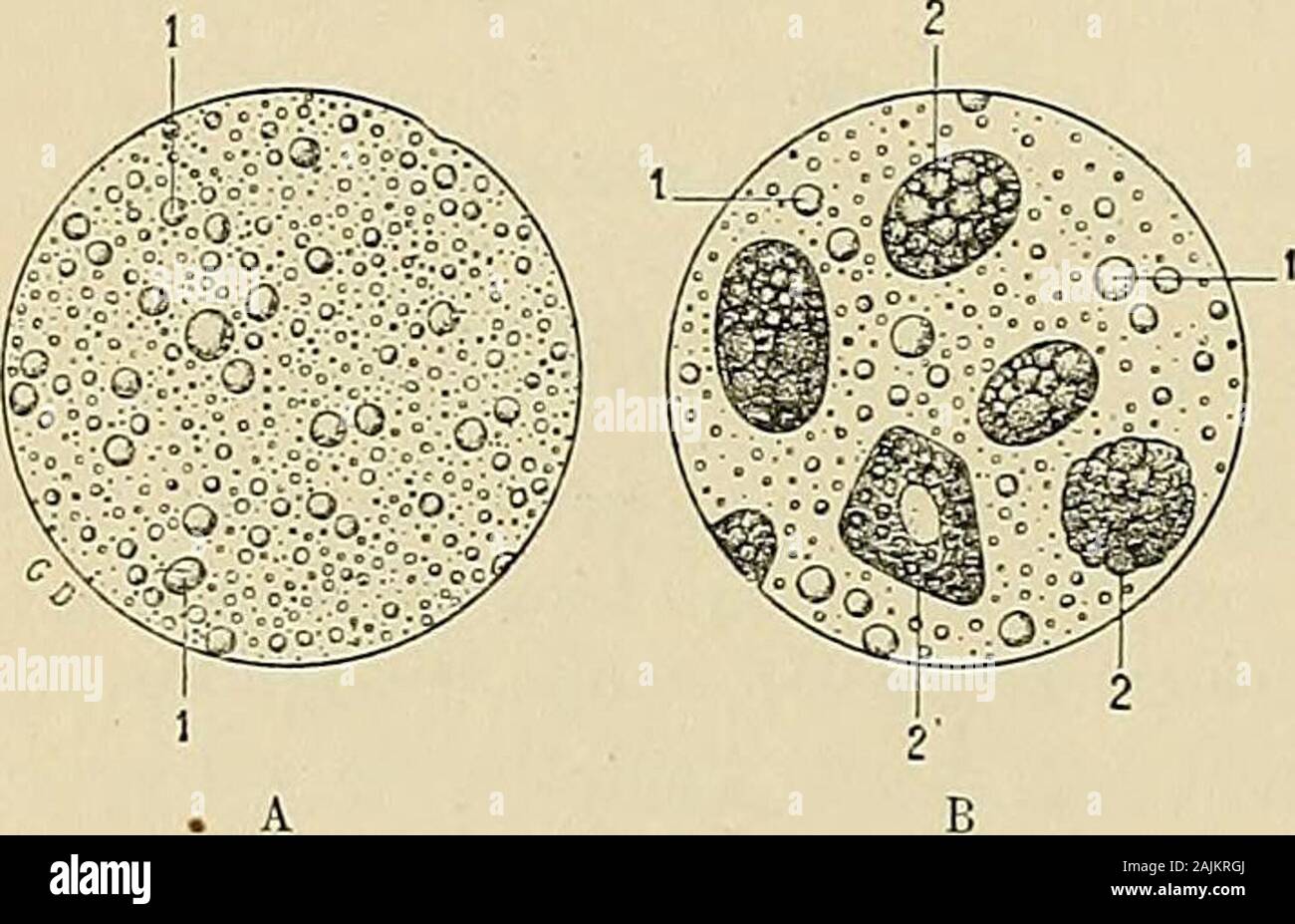 Anatomie des cellules hi-res stock photography and images - Alamy