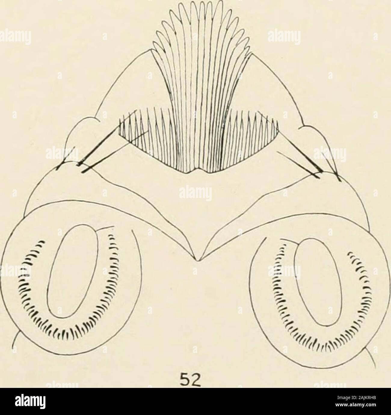 Smithsonian miscellaneous collections . Details of Larvae of Rhabdoides ...