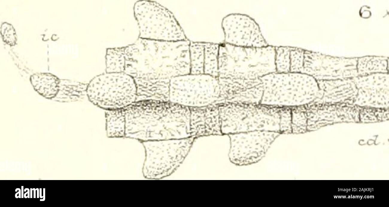 On the morphology of the duck and the auk tribes . Lit- •->• i^gr Stock ...