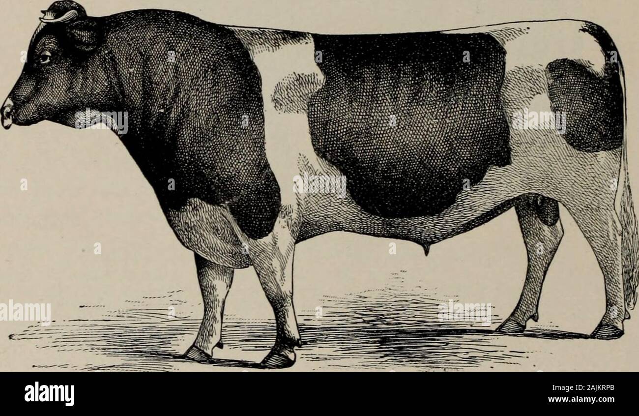 Holstein Friesian History