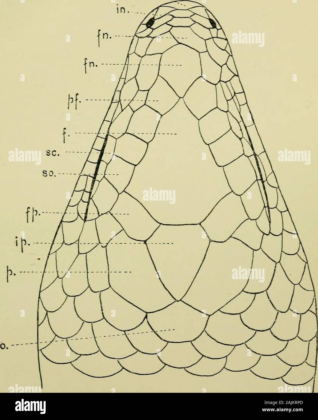 Lateral fold lizards hi-res stock photography and images - Alamy