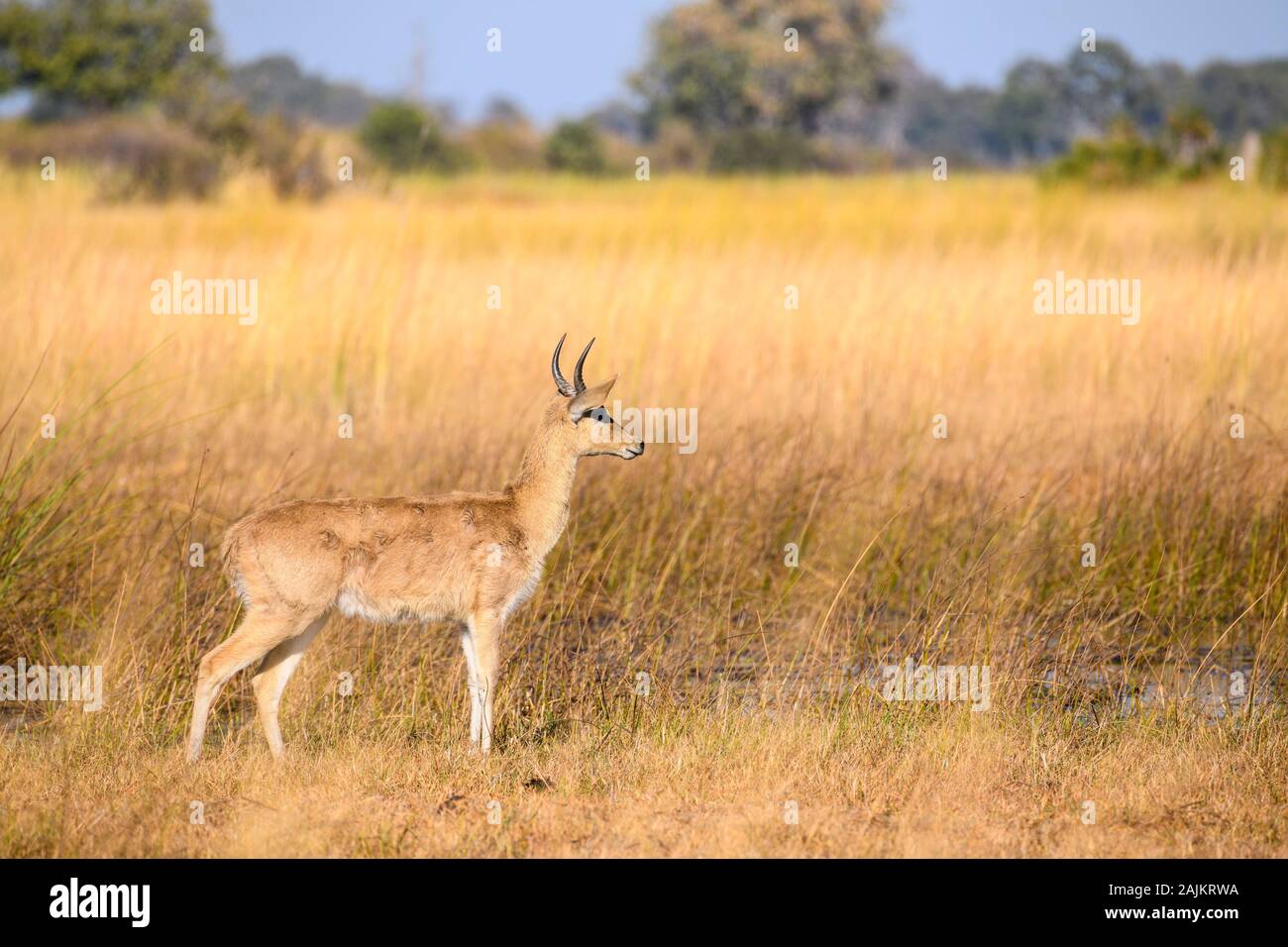 Male Common Reedbuck, Redunca arundinum, Bushman Plains, Okavanago ...