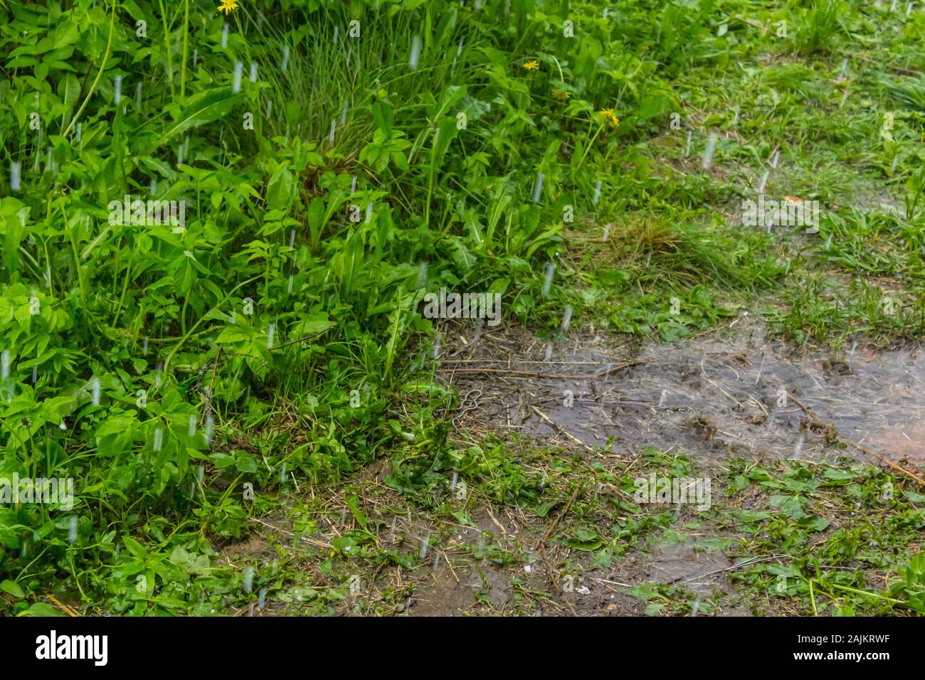 Spring outside the city. Rural meadow in the rain time. Fresh green ...