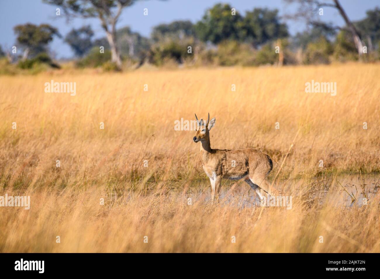 Male Common Reedbuck, Redunca arundinum, Bushman Plains, Okavanago ...