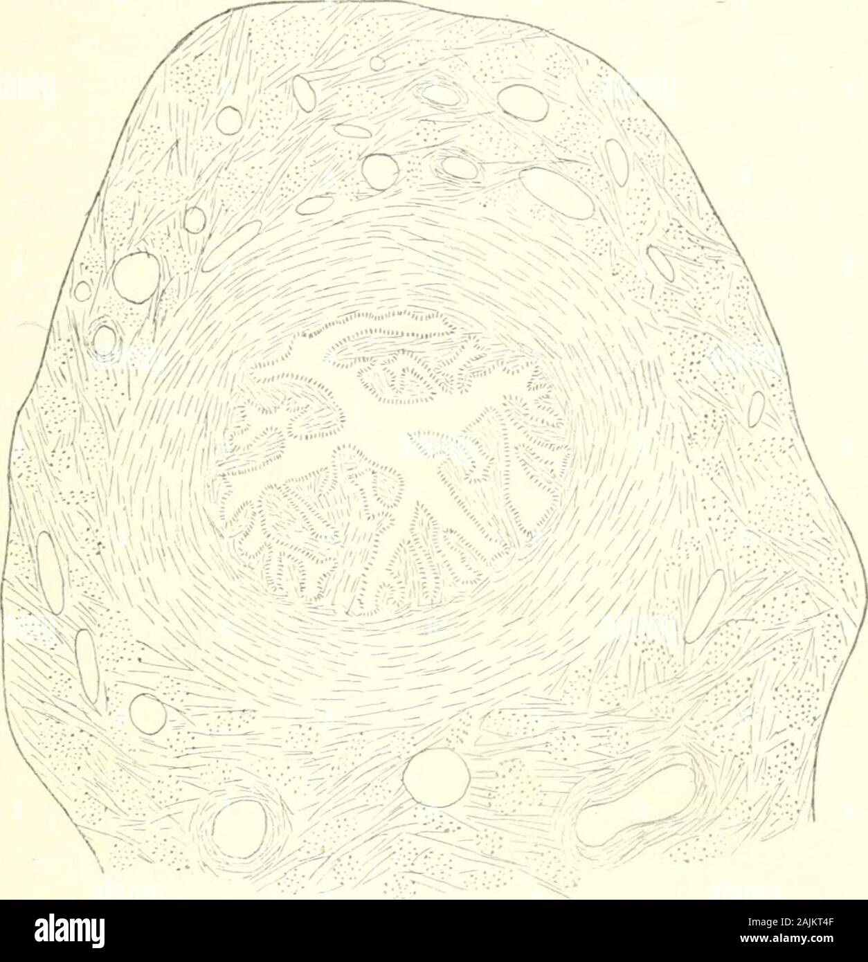 The American journal of the medical sciences . Cross-section of tube at ...