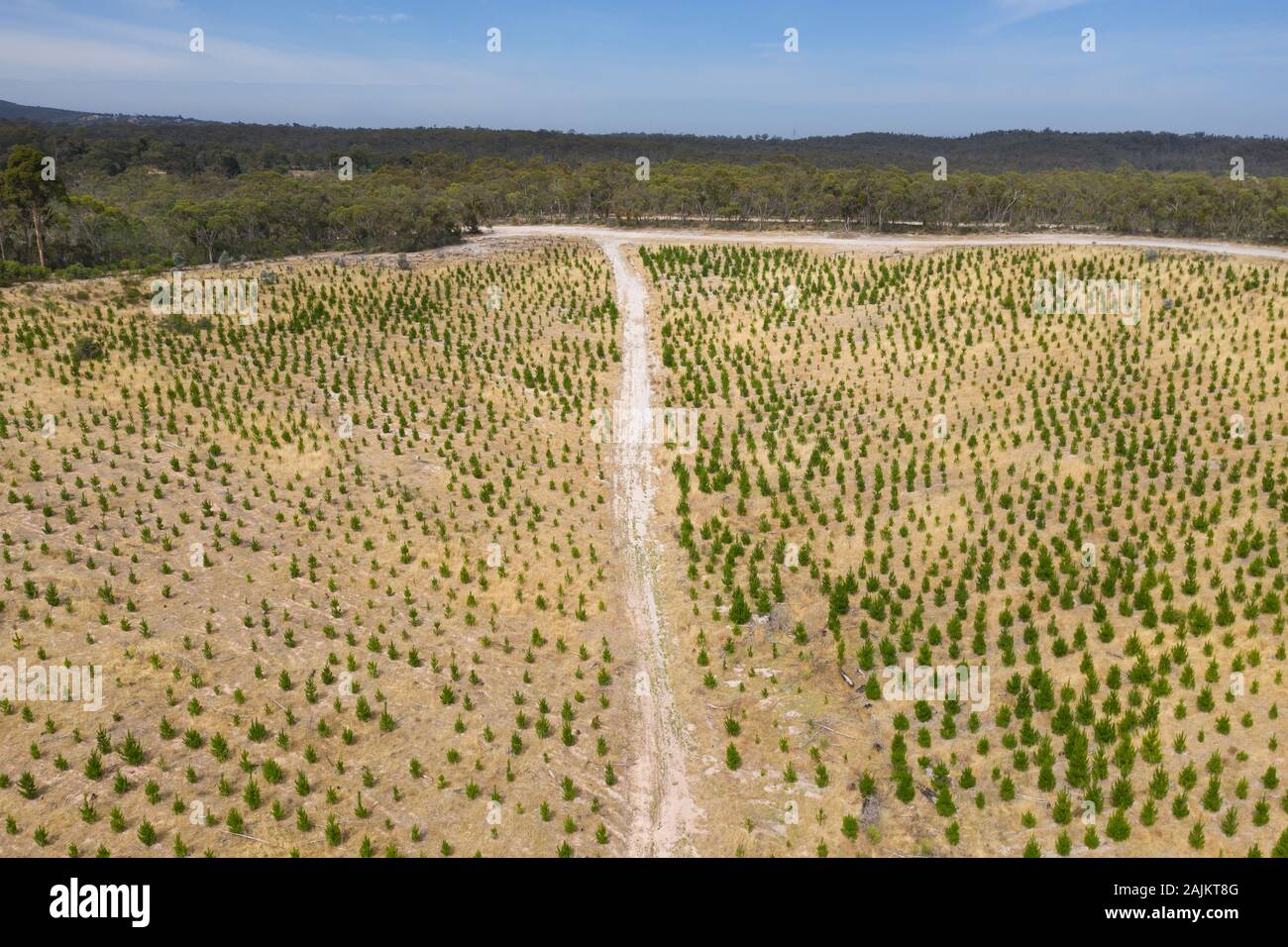 An aerial view of a Christmas pine tree farm in the hills of South ...