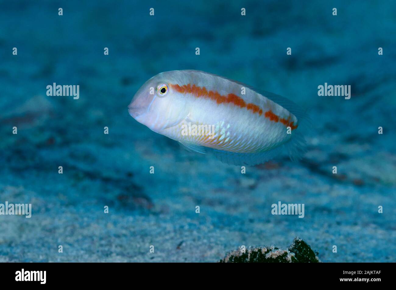 Underwater fish portrait of a colorful pearly razorfish (Xyrichtys ...