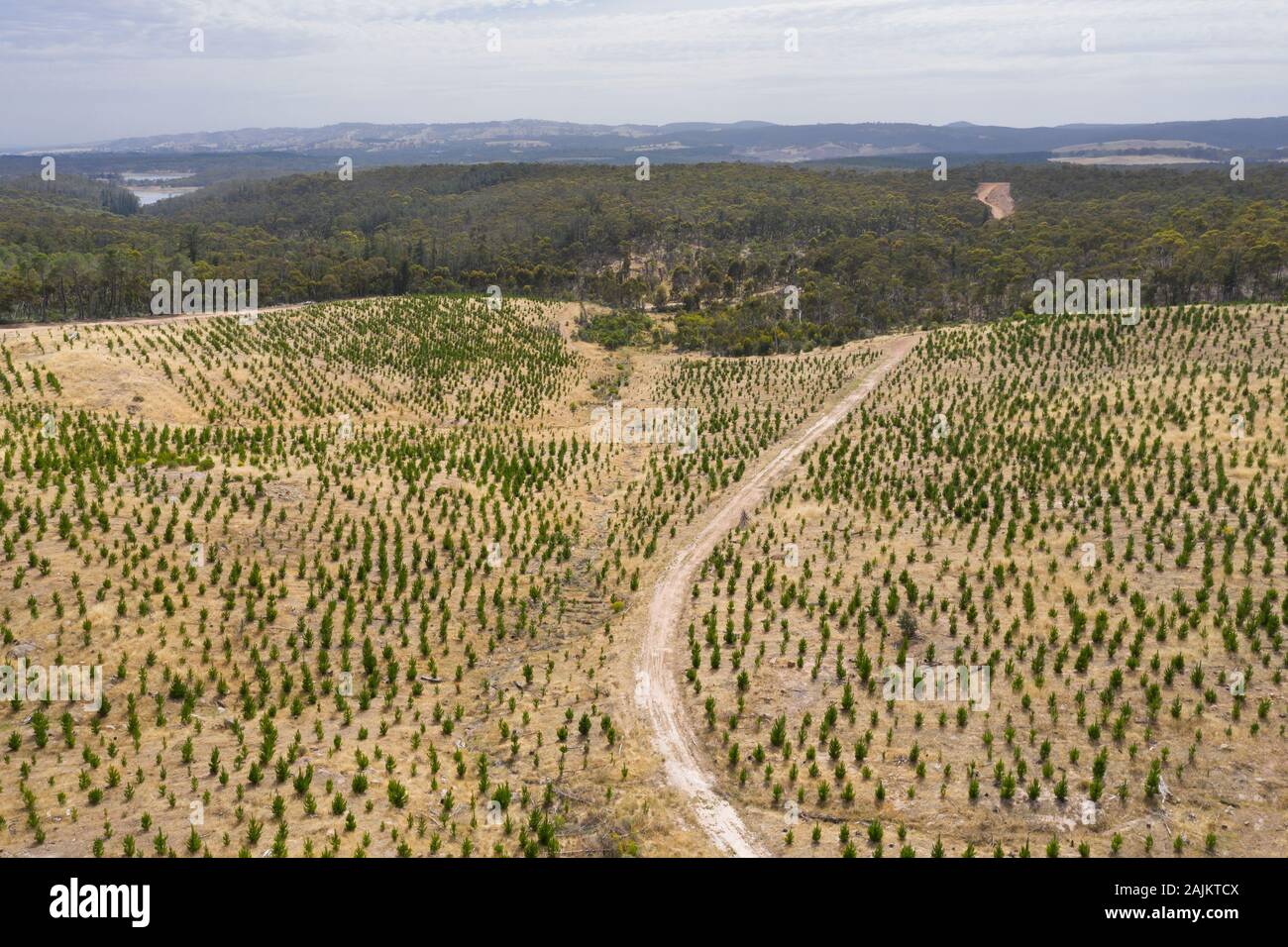 An aerial view of a Christmas pine tree farm in the hills of South ...