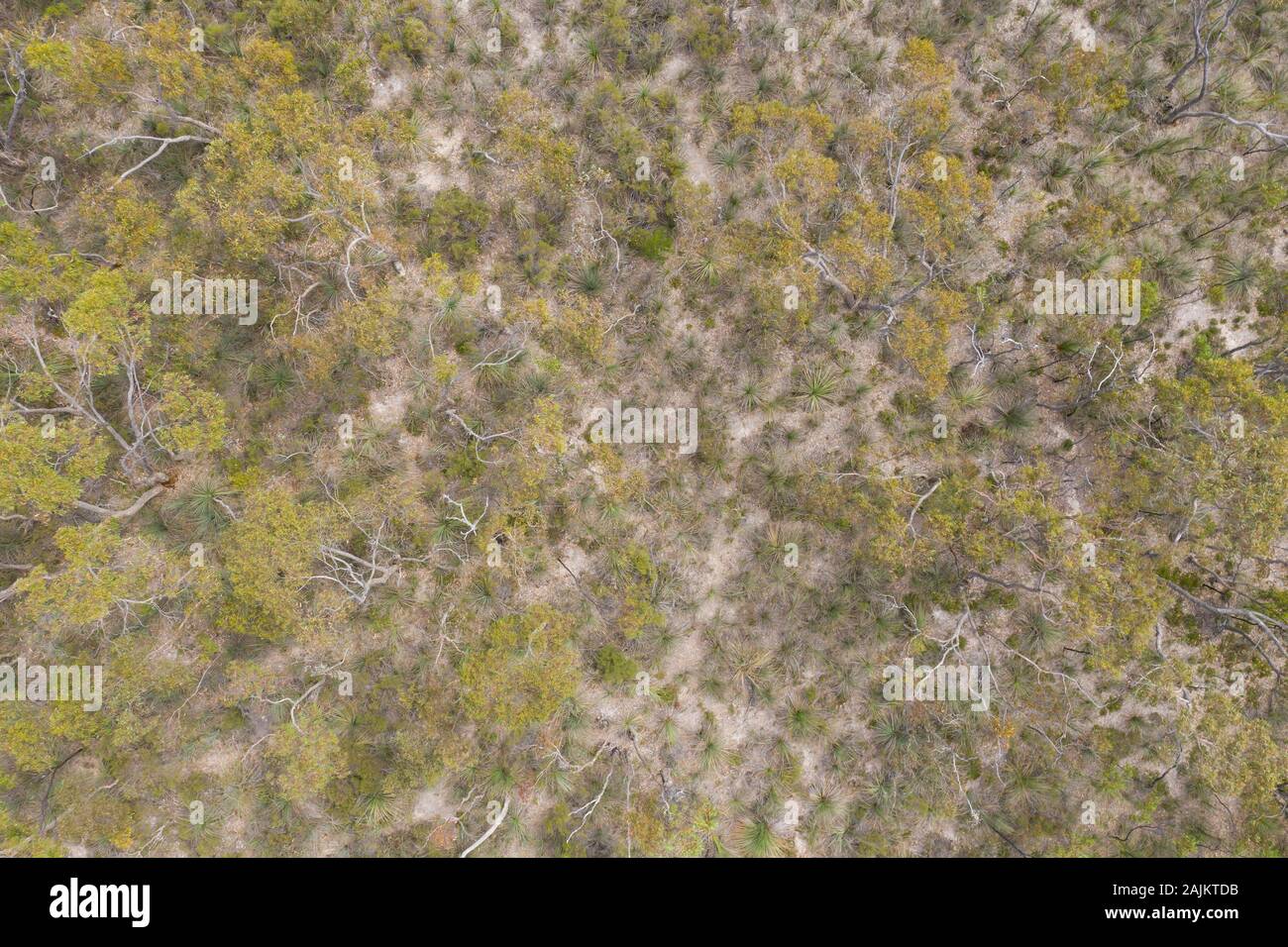 An aerial view of trees regenerating after a bush fire in South ...