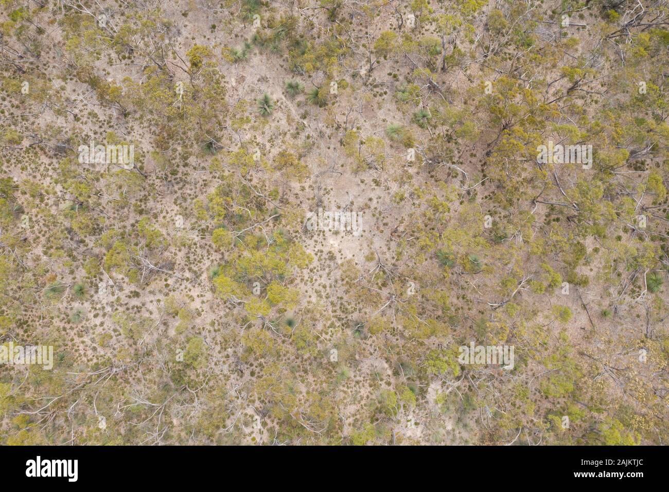 An aerial view of trees regenerating after a bush fire in South ...