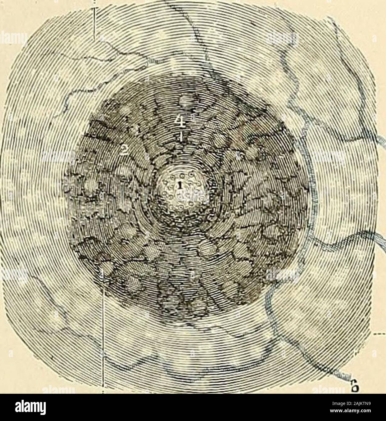 Anatomie base hi-res stock photography and images - Alamy