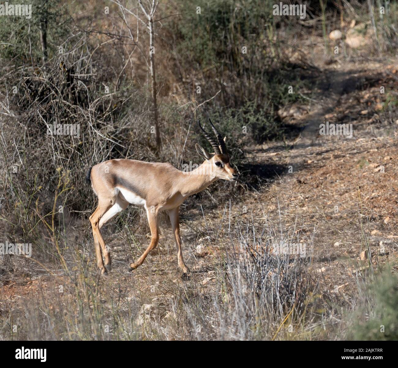 A male mountain gazelle in gazelle valley national park, Jerusalem ...
