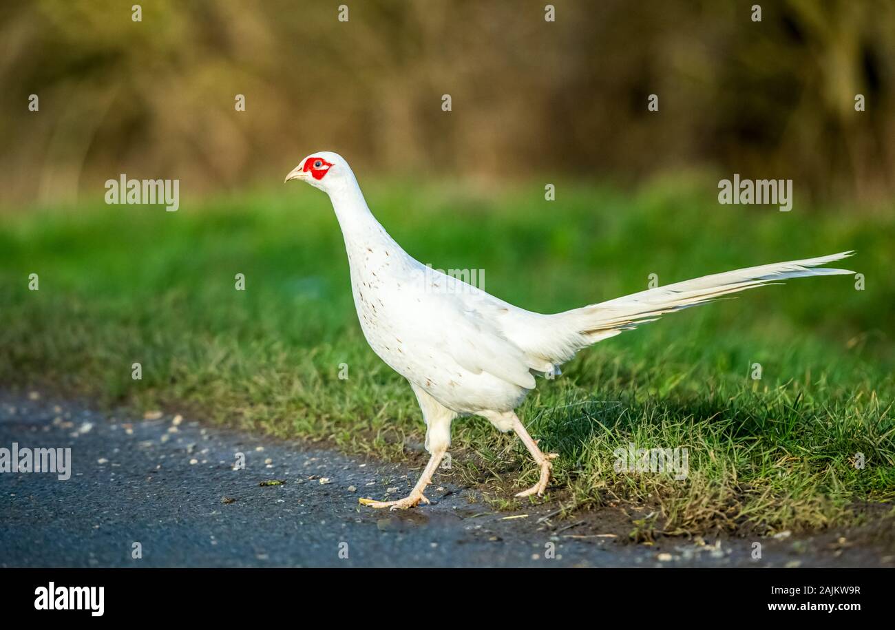 Albino pheasant hi-res stock photography and images - Alamy