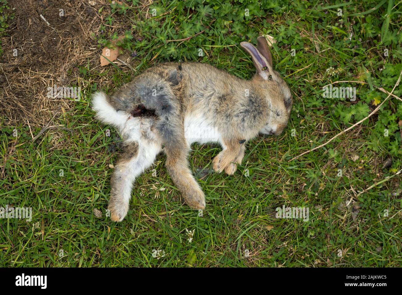 Dead Rabbit Clipart
