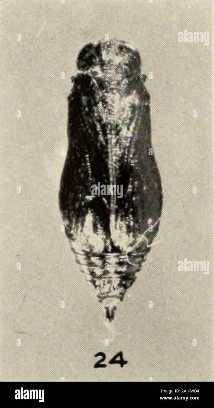 Smithsonian miscellaneous collections Stock Photo - Alamy