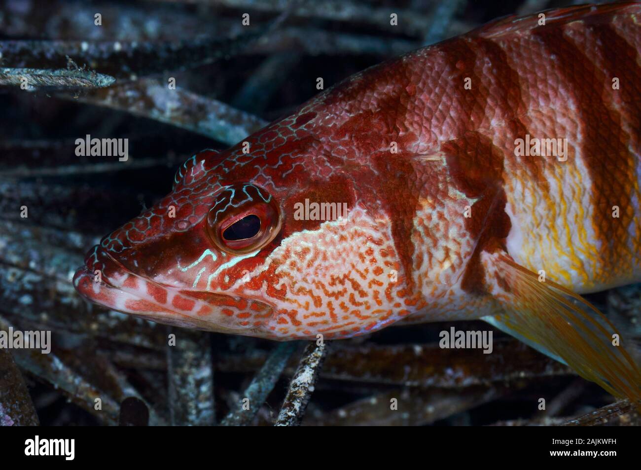 Comber fish hi-res stock photography and images - Alamy