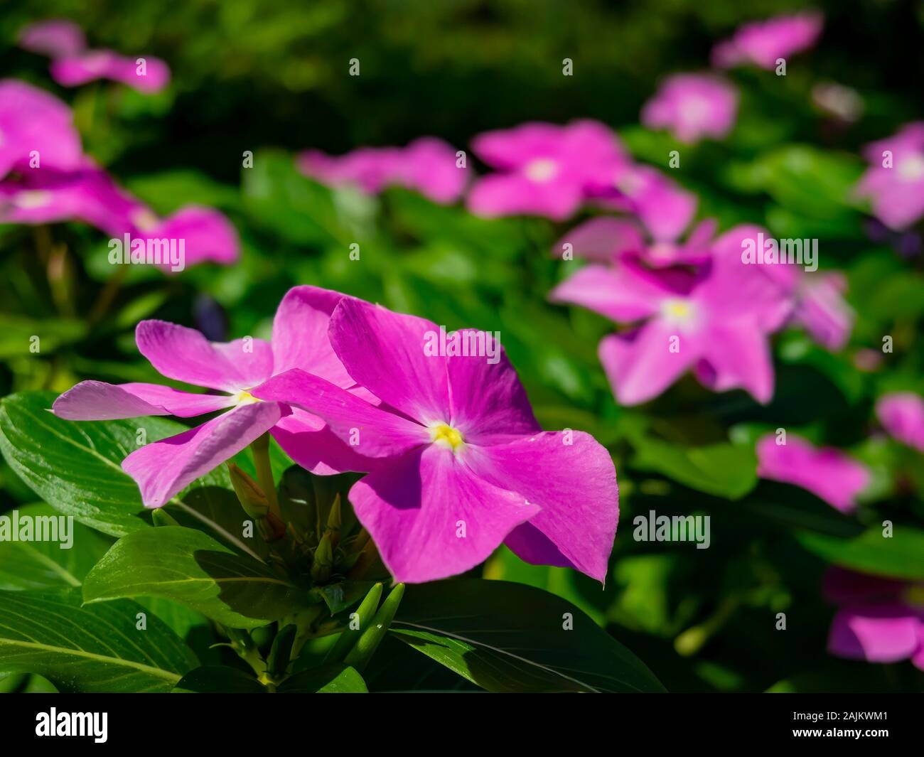 Close up shot of the beautiful Catharanthus roseus blossom at Taipei ...