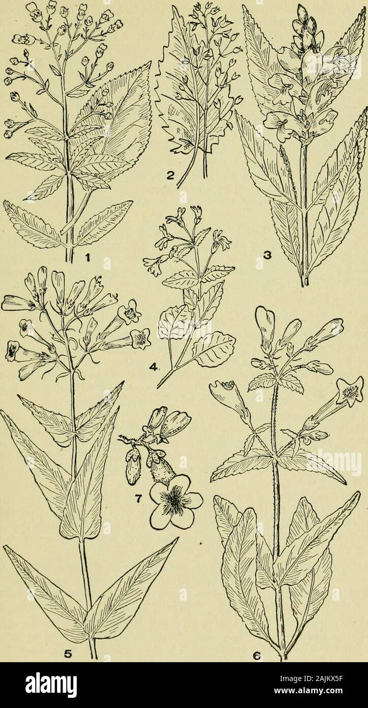 Coarsely hairy lance shaped leaves hi-res stock photography and images ...