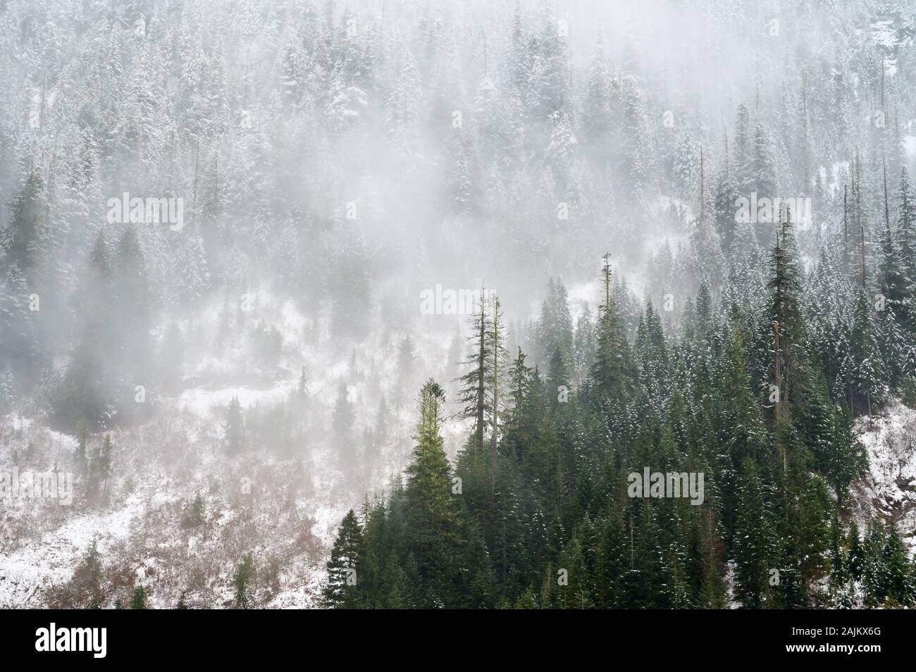 Foggy Mountain Trees With Snow Falling Stock Photo - Alamy