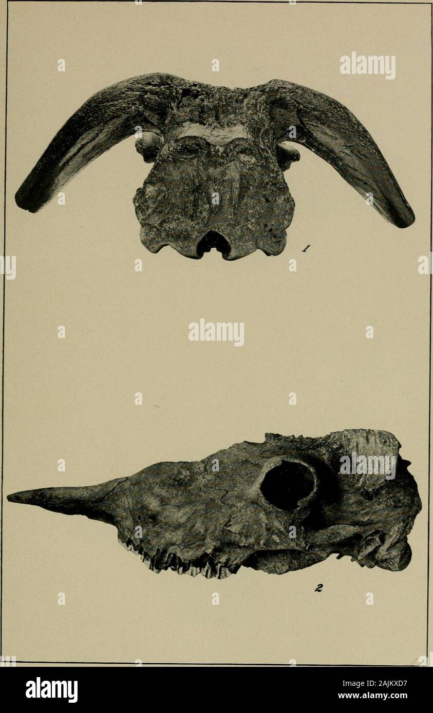 Bootherium Bombifrons