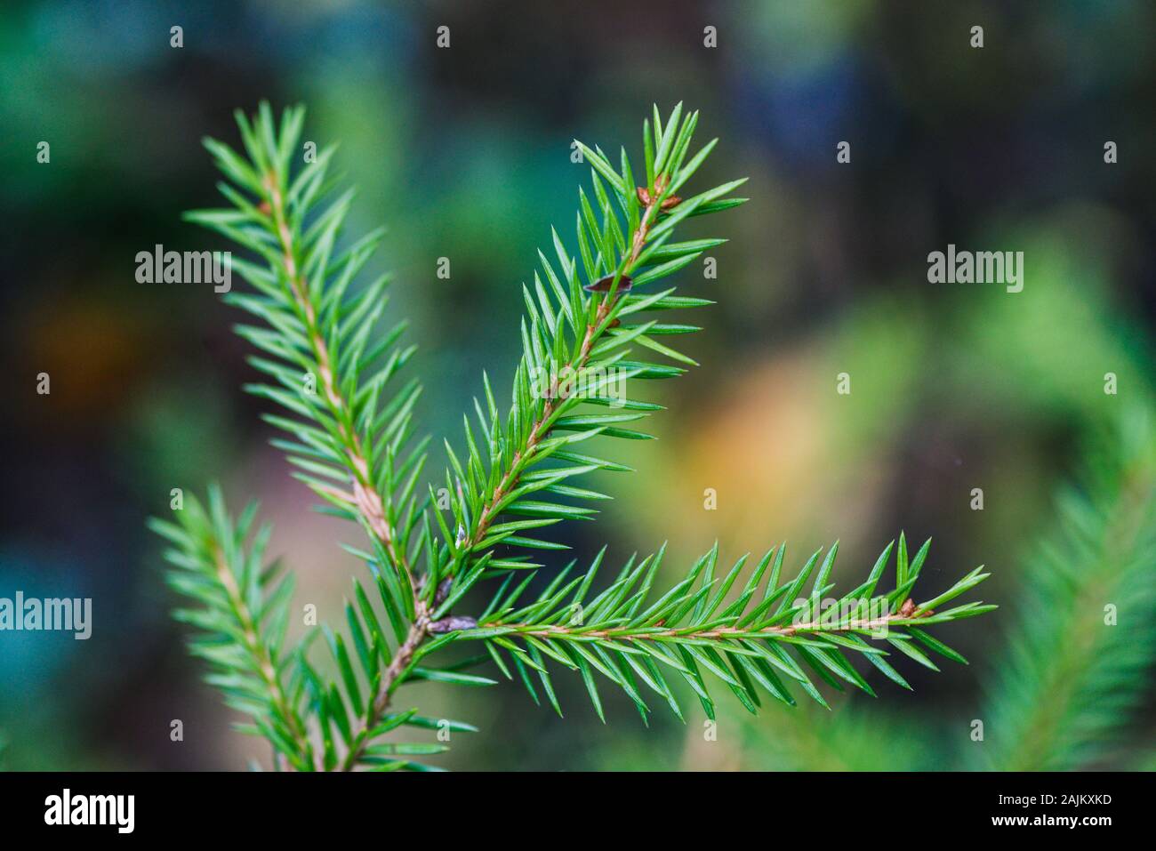 Winter fauna branches twigs hi-res stock photography and images - Alamy