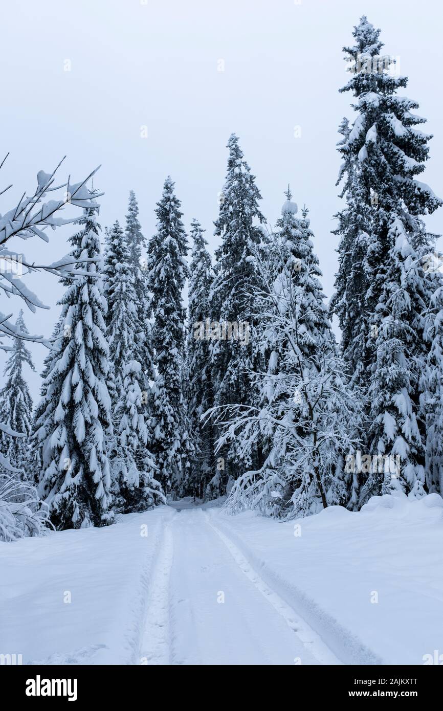 Snow covered forest, zakopane, poland Stock Photo - Alamy