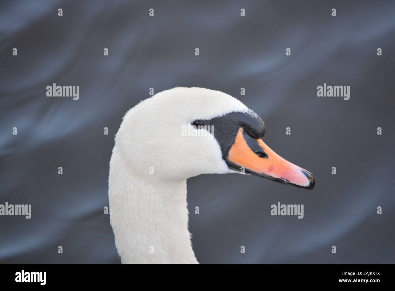 Swans bill hi-res stock photography and images - Alamy