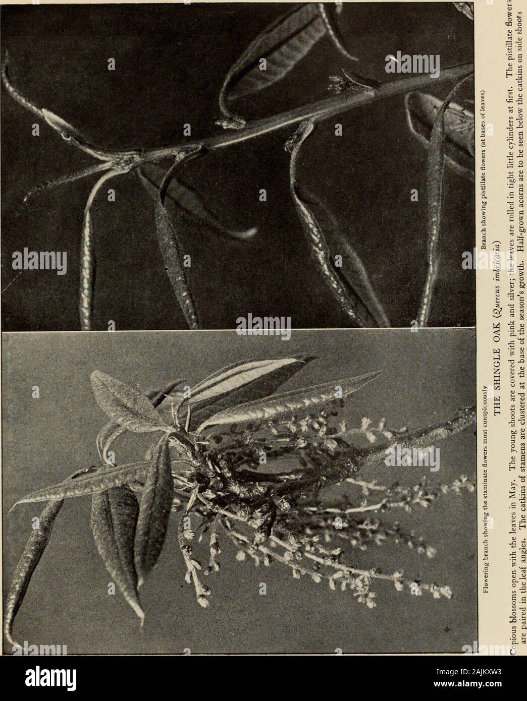Chinese beech tree hi-res stock photography and images - Alamy