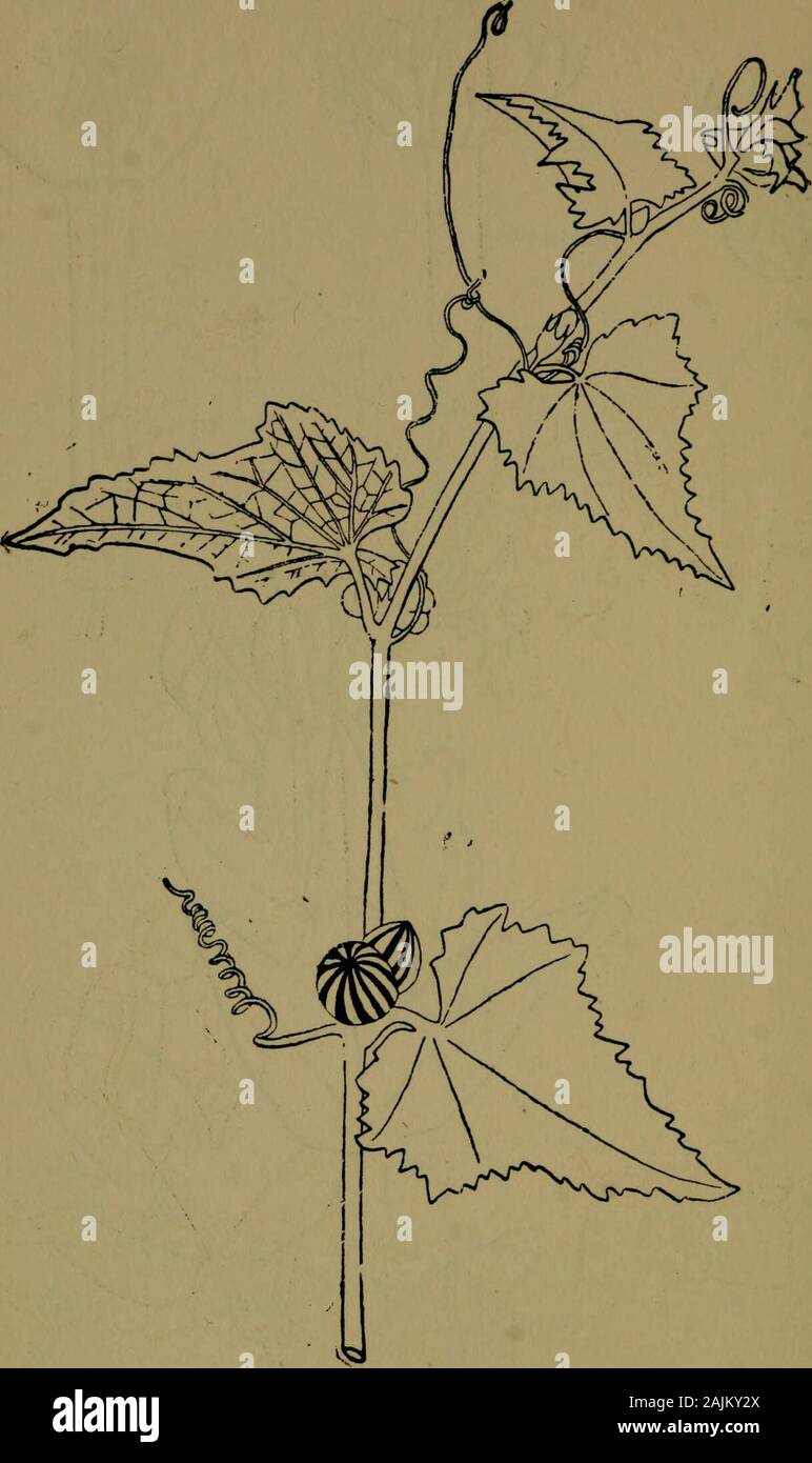 Tacsonia mollissima hi-res stock photography and images - Alamy